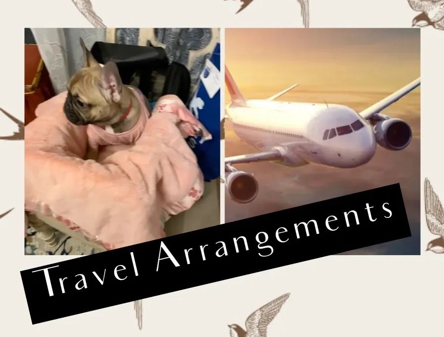 Travel Arrangements -Out of Town – Sundog French Bulldogs